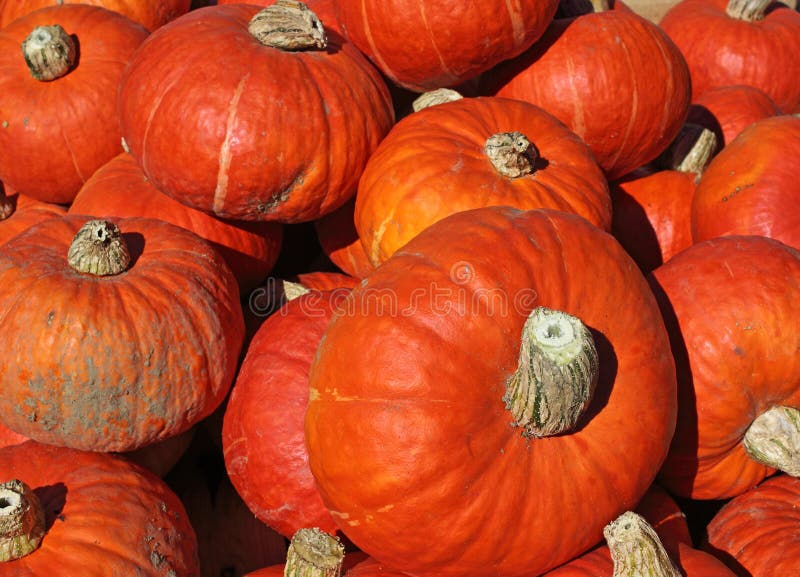 Orange Squash in the Early Morning Light Stock Photo - Image of pumpkin ...