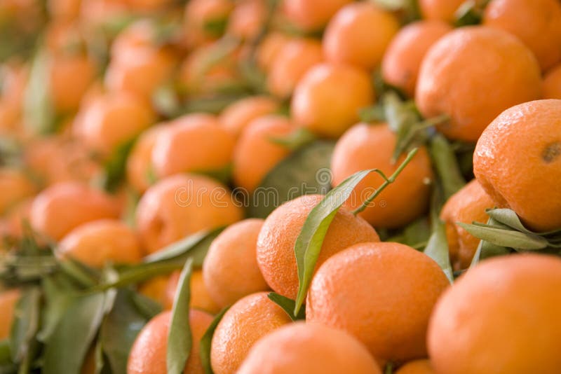 Orange Stand stock image. Image of background, stems - 44180471