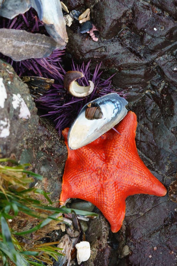 Orange star fish stock photo. Image of tropical, pool - 260121958