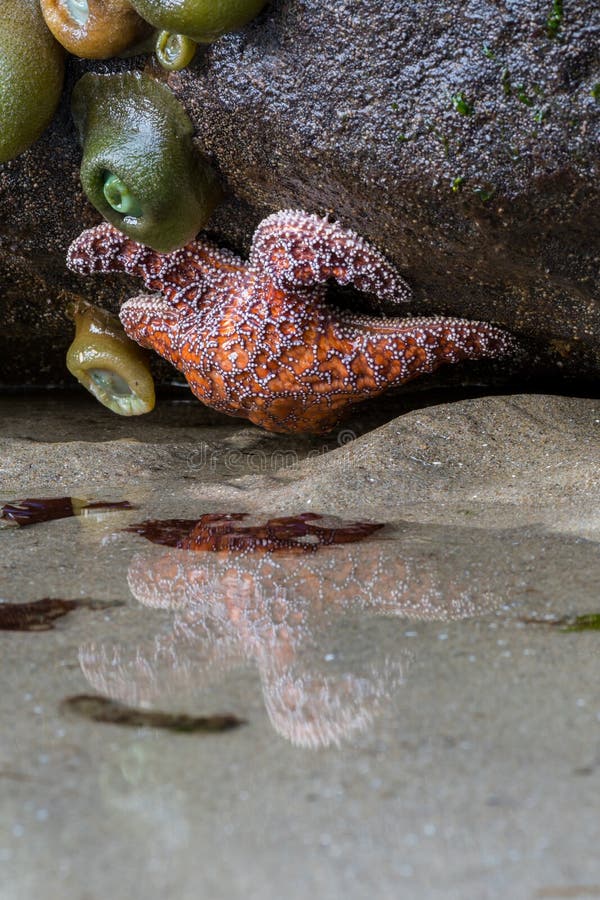 Orange Starfish Reflects in Pool Vertical Stock Photo - Image of marine ...