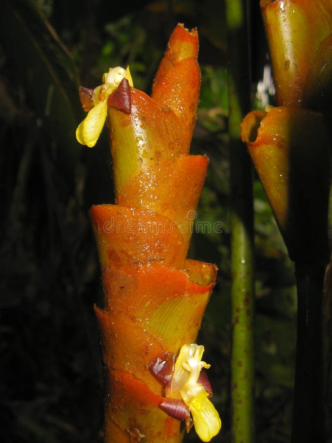 Orange stem stock photo. Image of flowers, dark, background - 93127816