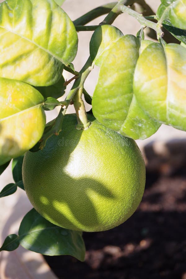 Orange Still Green on Its Tree, Andalucia, Southern Spain Stock Photo ...