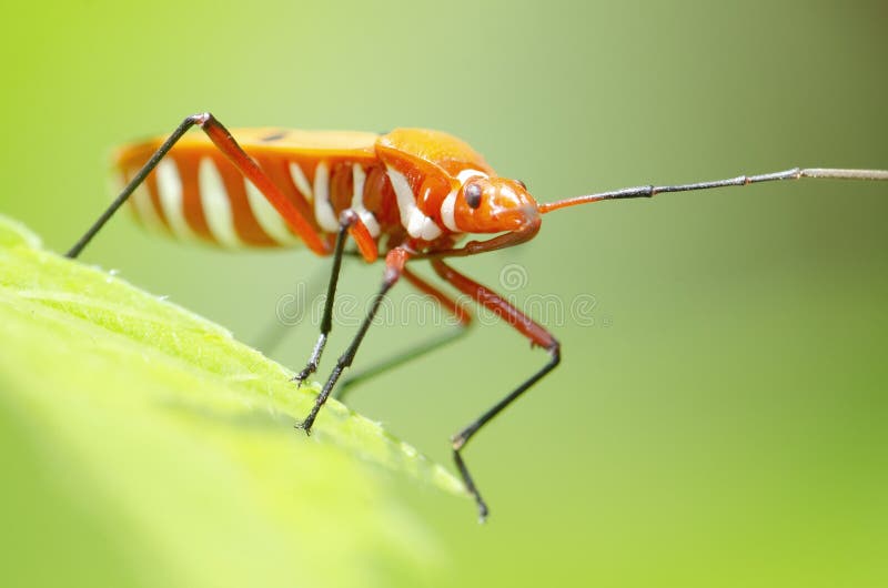 Squished Bug Stock Photos - Free & Royalty-Free Stock Photos from ...