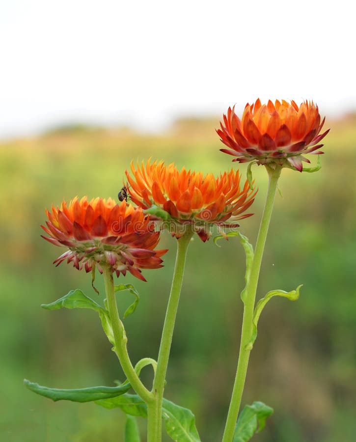 Orange Straw flower stock photo. Image of worker, little - 66325022