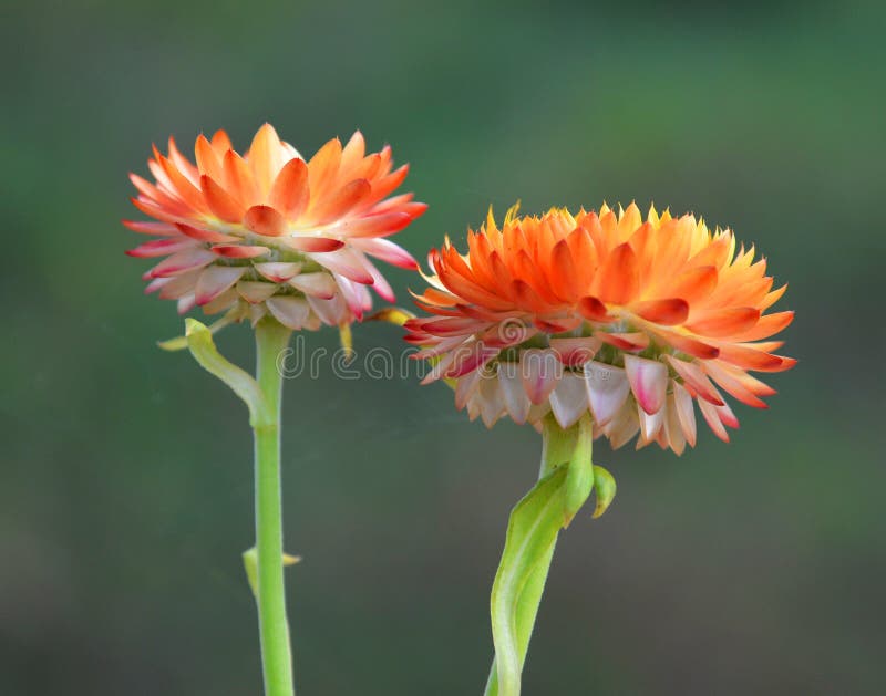 Orange Straw flower stock photo. Image of worker, little - 66325022