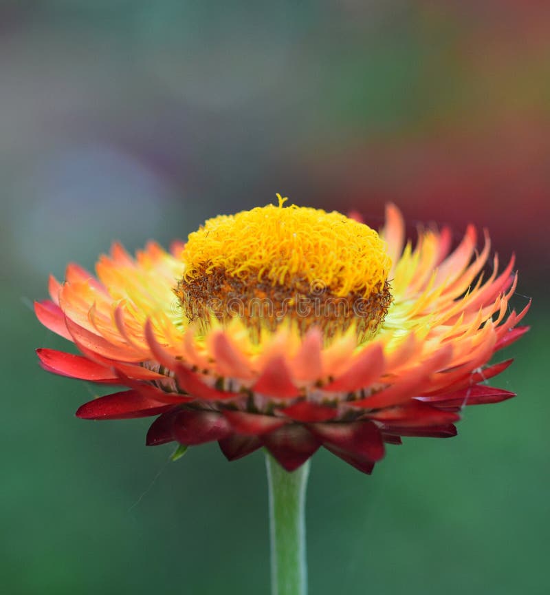 Orange Strawflower stock image. Image of sunlight, bracteata - 50498301