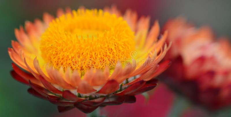 Orange Strawflower stock image. Image of flowers, family - 50498319