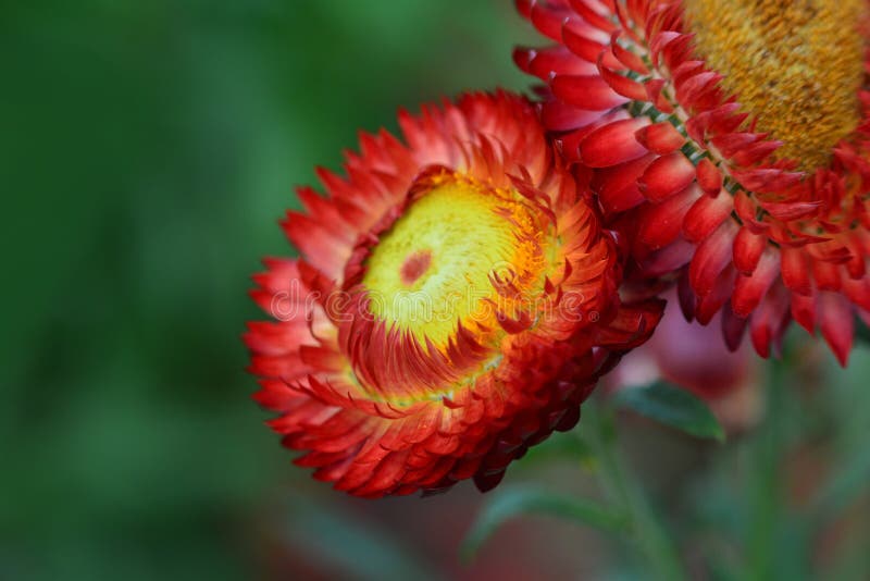 Orange Strawflower stock image. Image of outdoors, dried - 50498329