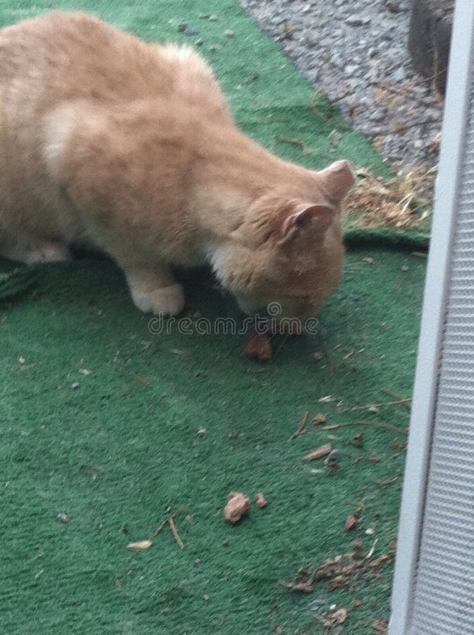 Orange stock photo. Image of cats, kitten, kitties, crazy - 46593610