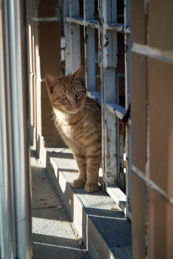 Orange stray cat peeks out stock photo. Image of fluffy - 209223406