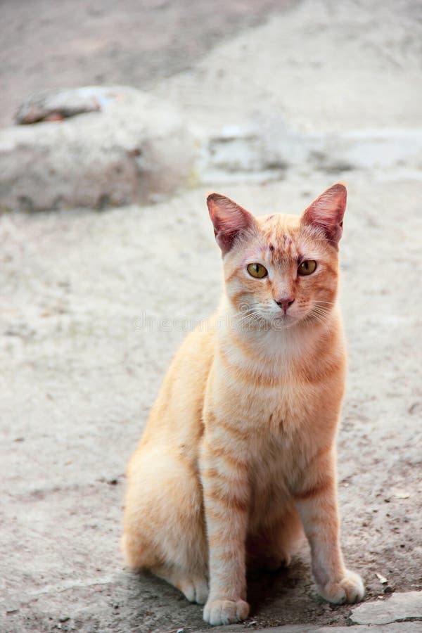 An Orange Stray Cat is Sitting Stock Photo - Image of kitten, fluffy ...