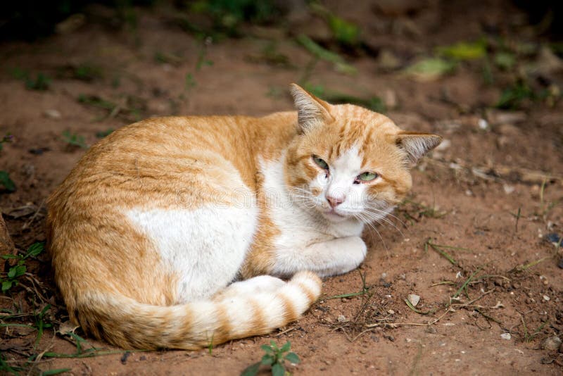 Orange stray cat sleepy stock photo. Image of petting - 207952604