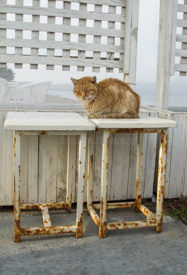 Orange street cat seating stock image. Image of feline - 81002407