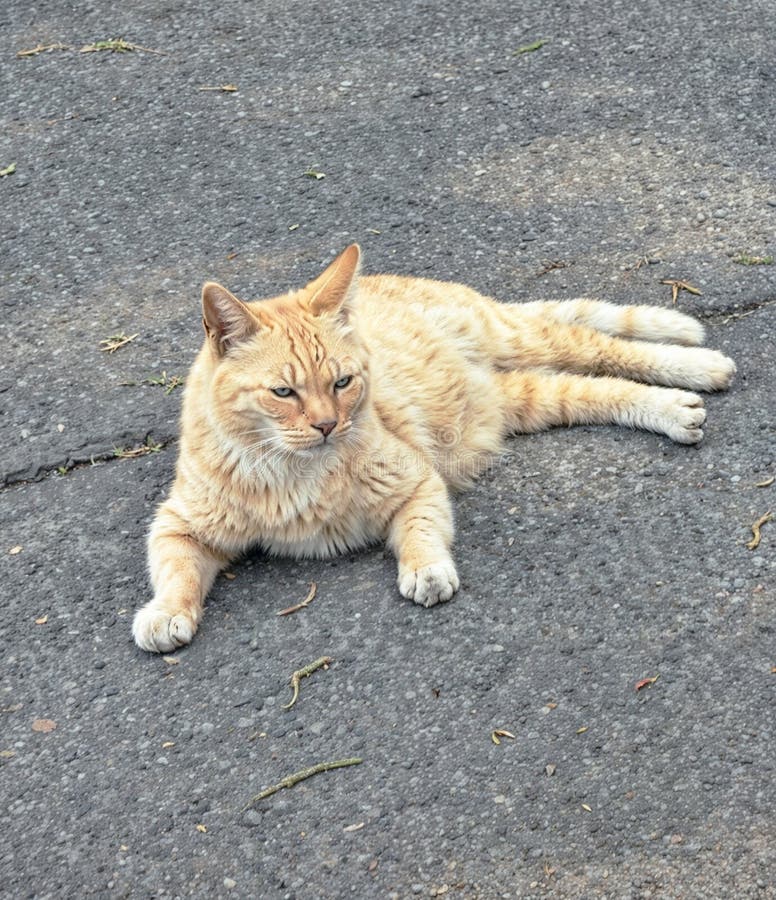 Orange Striped Cat Resting on Pavement, Calm and Relaxed in a Street ...