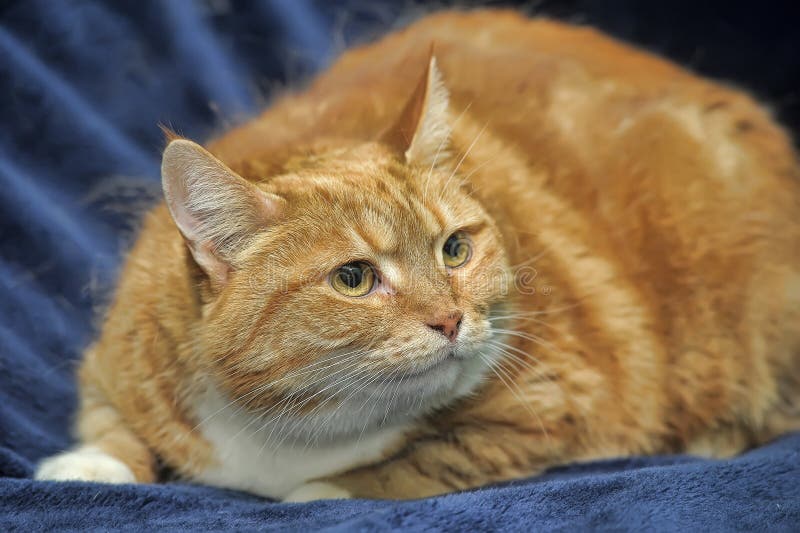 Orange striped foxy cat stock photo. Image of blue, expression - 39314806