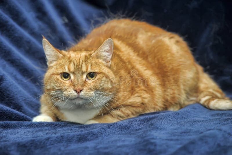 Orange striped foxy cat stock image. Image of animal - 39314951