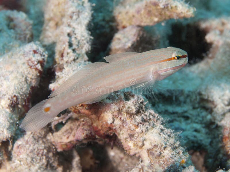 Gorgeous prawn-goby stock photo. Image of ocean, scuba - 35958762