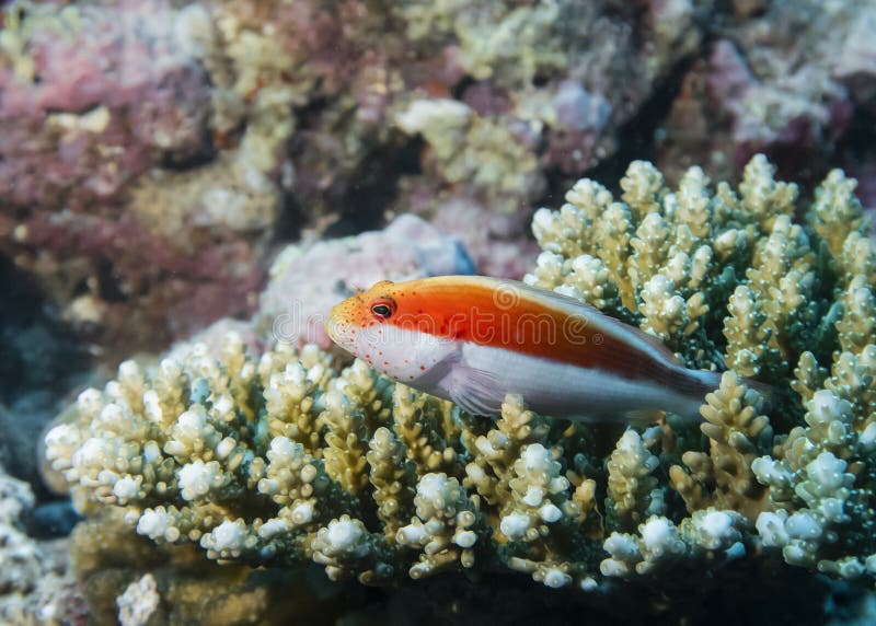 Orange-striped Hawkfish Perches on a Coral at the Bottom of the Indian ...