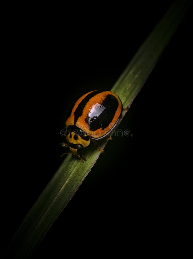 Orange Striped Ladybug Going To Sleep Stock Image - Image of ladybug ...