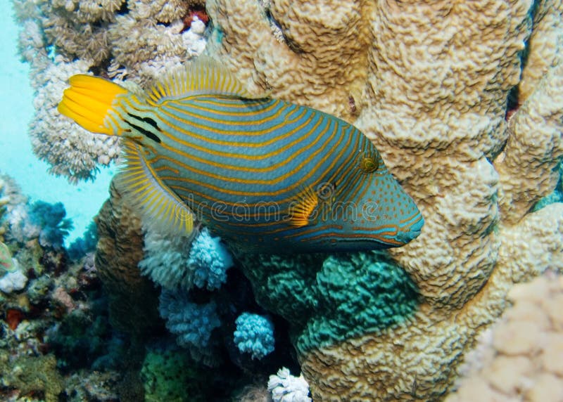 Orange-striped triggerfish stock photo. Image of fish - 28680374