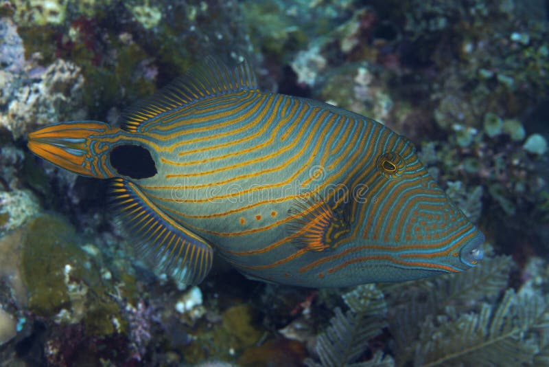 Orange-striped Triggerfish stock photo. Image of animal - 67340976