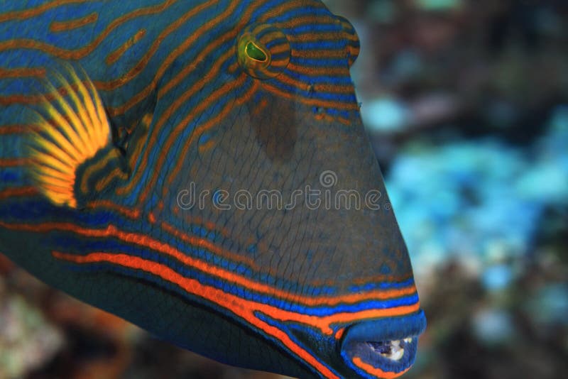 Orange-striped triggerfish stock photo. Image of fish - 28680374