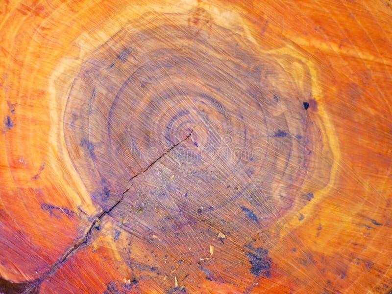Orange Structure of a Sawn Tree. Cross Cut Pine Logs Stock Image ...