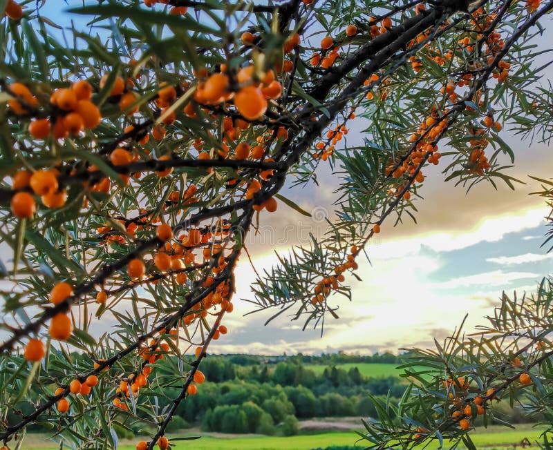 Orange summer drops stock photo. Image of woodland, summer - 229498268
