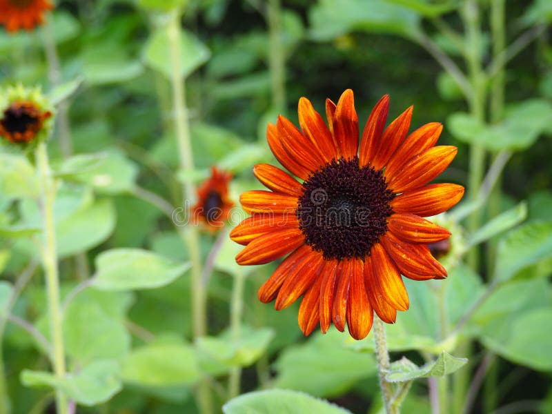 Orange Sun Flower stock image. Image of single, blossom - 69695297