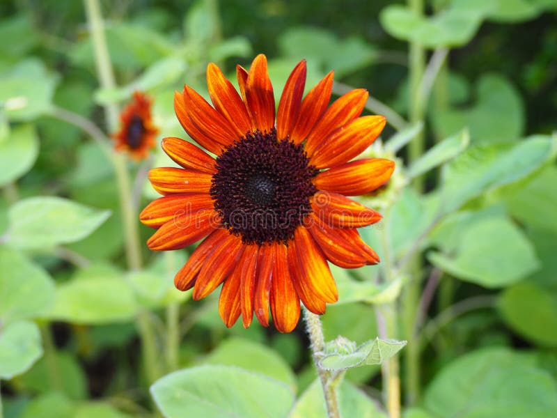 Orange Sun Flower stock image. Image of macro, flower - 69695421