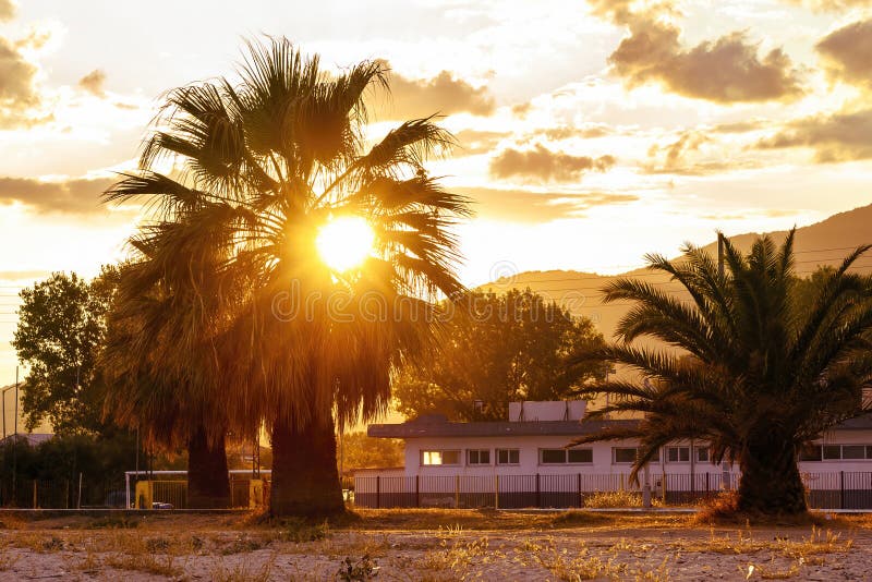 Orange Sun and Palm Tree at Sunset Stock Image - Image of beach ...