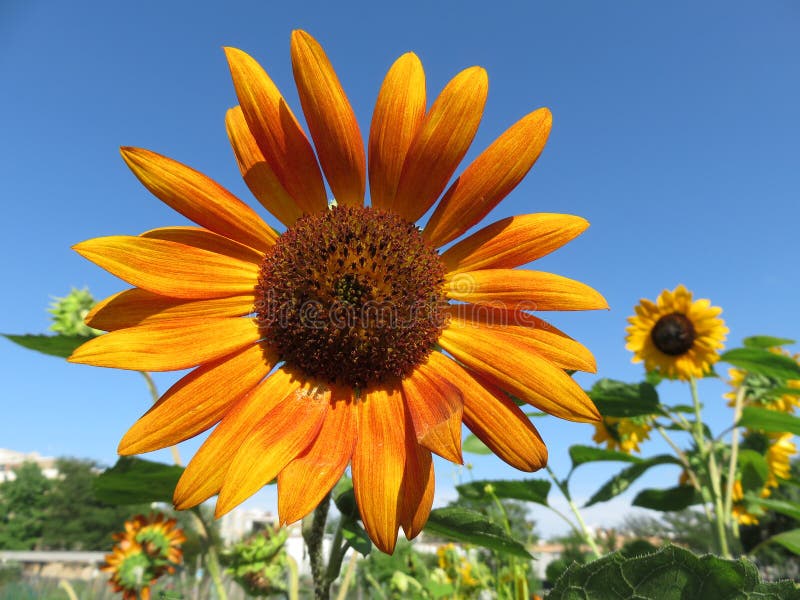 Sunflower with blue sky stock photo. Image of diet, macro - 5232602