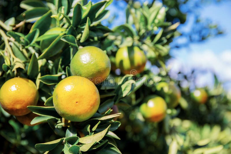 Orange with the sunlight stock image. Image of nature - 133984859