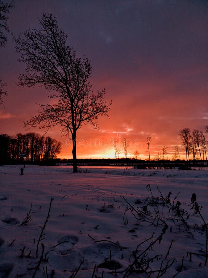Orange Sunrise Behind Tree in Winter. Stock Photo - Image of dawn ...