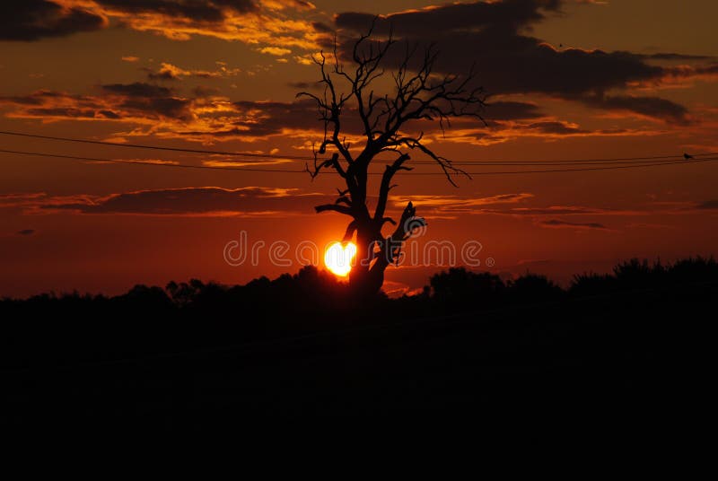 Orange Sunset Behind a Tree Stock Image - Image of orange, overcast ...