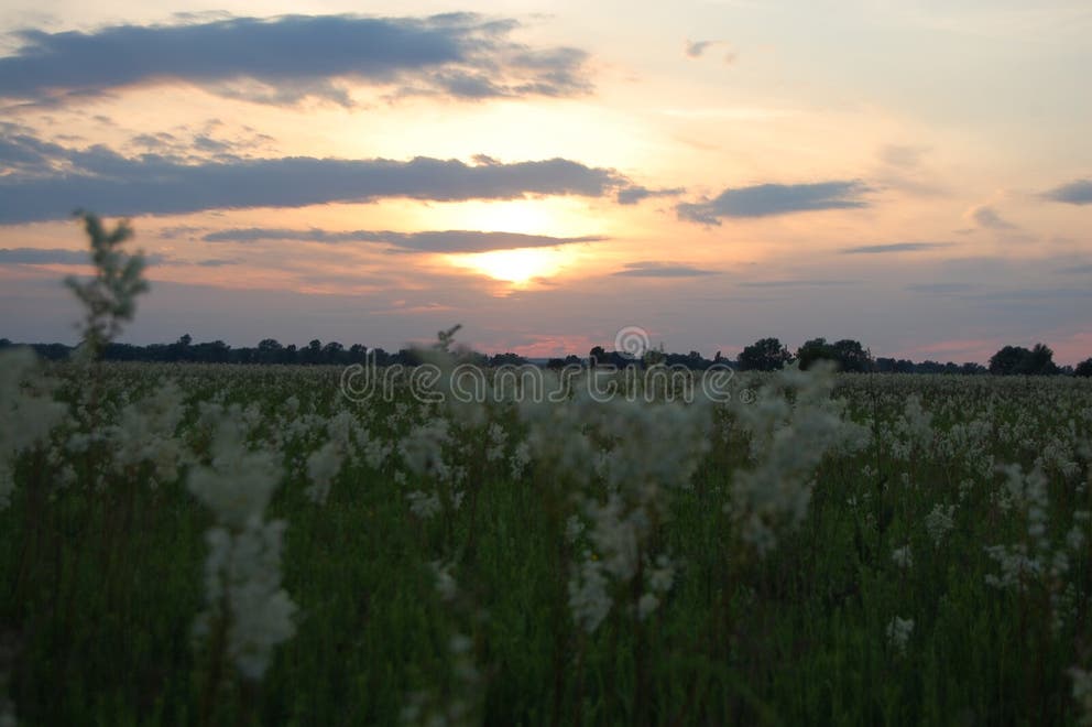 Orange Sunset in a Field with Flowers and Grass Stock Image - Image of ...