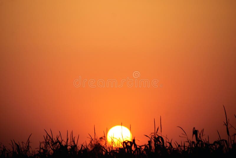 Sunset stock photo. Image of field, summer, relax, clear - 218652626