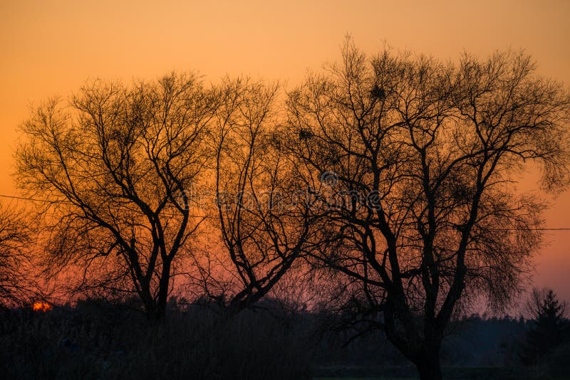 Silhouette of Trees, Birds, Crescent Moon in a Serene Twilight ...
