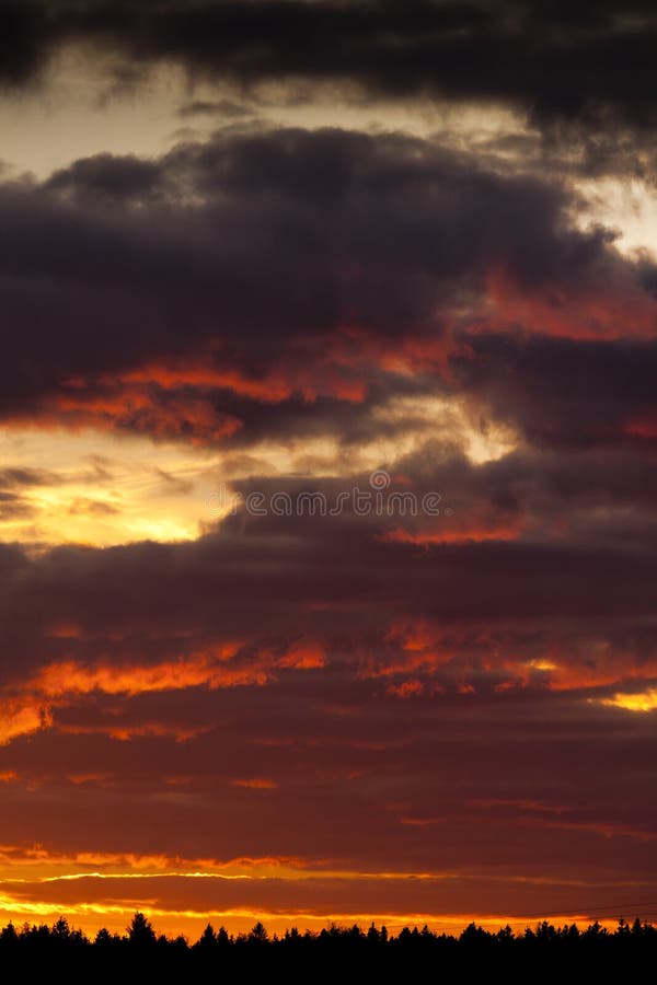 Orange Sunset Over Pines stock photo. Image of evening - 31002438