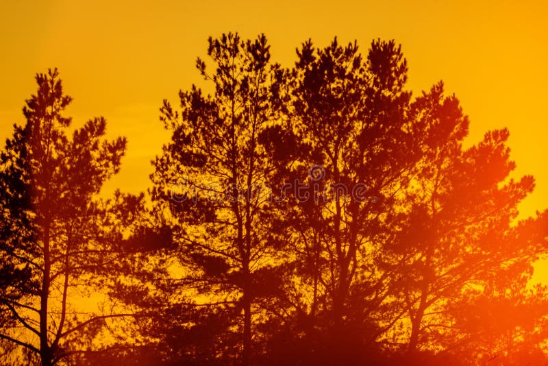 Orange Sunset in Pine Forest Stock Photo - Image of bare, outdoor ...