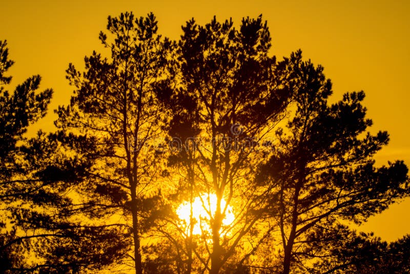 Orange Sunset in Pine Forest Stock Photo - Image of plant, landscape ...