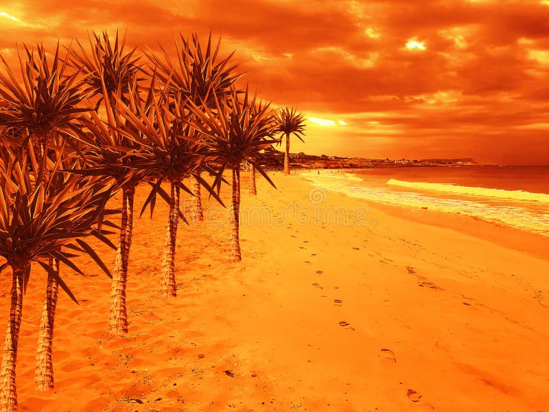 Orange Sunset on the Sea Beach with Palm Trees Stock Image - Image of ...