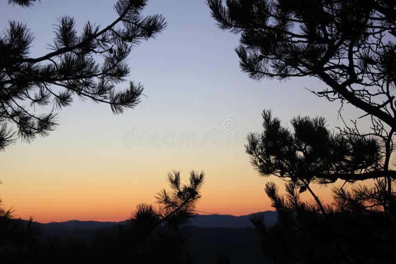Orange Sunset Tree Branches Background Stock Photo - Image of branches ...