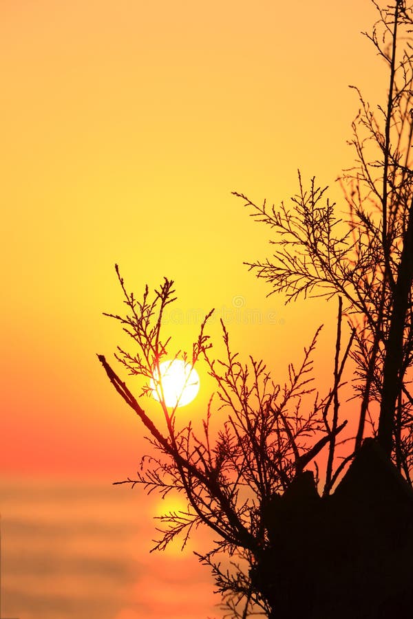 Orange sunset with tree stock photo. Image of creta, summer - 42002488