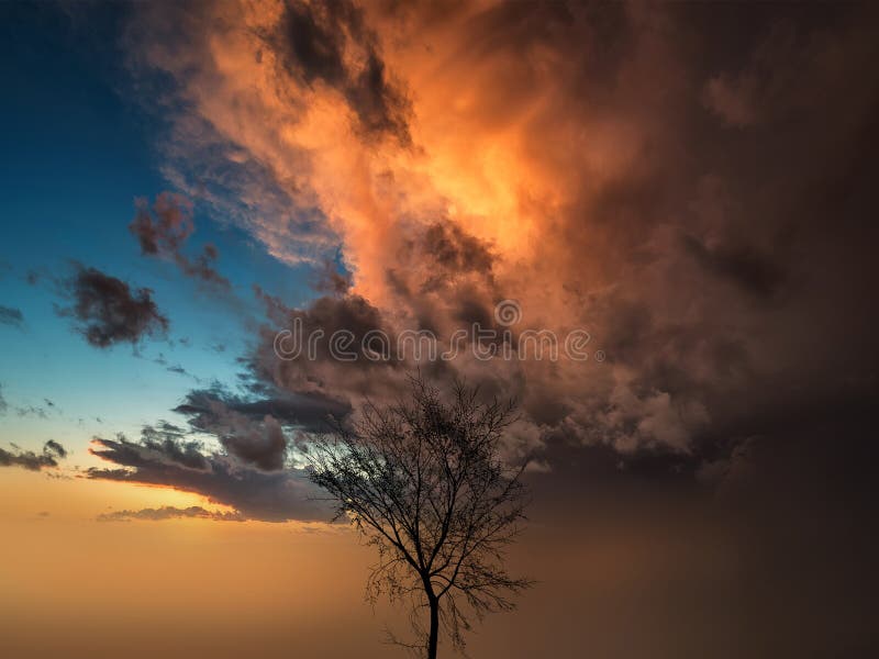 Orange sunset with tree stock illustration. Illustration of evening ...