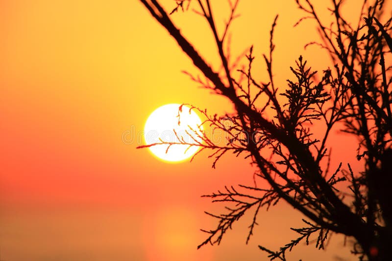 Orange Sunset with Tree Silhouette Stock Image - Image of silhouette ...