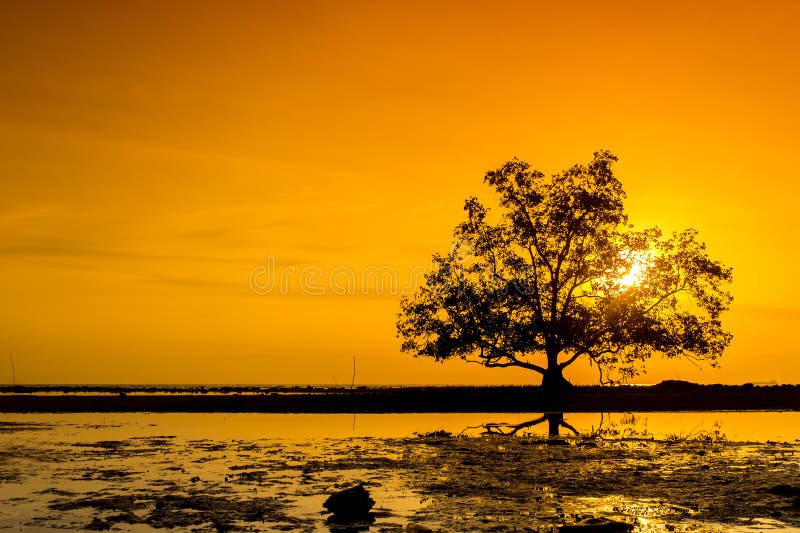 Trees over Sunset stock photo. Image of sunset, trees - 28381824