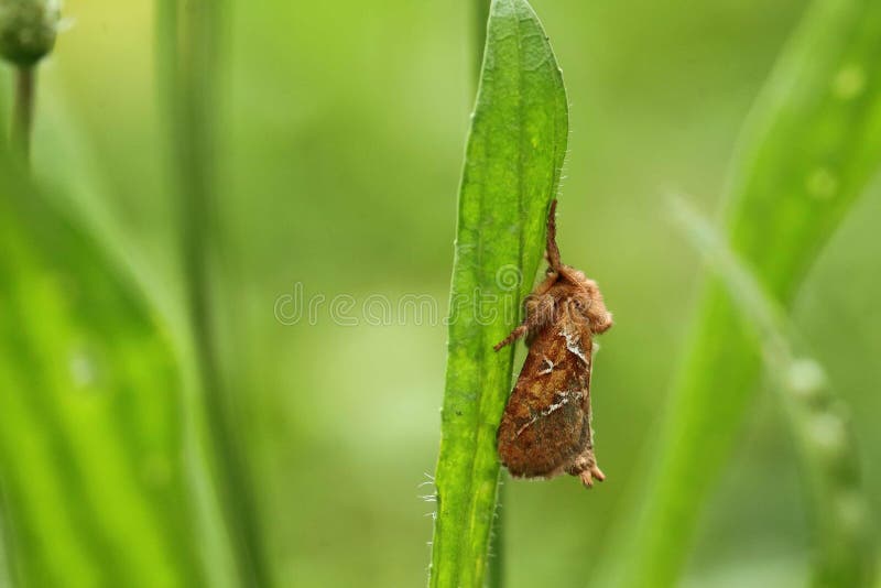 Orange Swift, Triodia Sylvina Stock Photo - Image of line, entomology ...