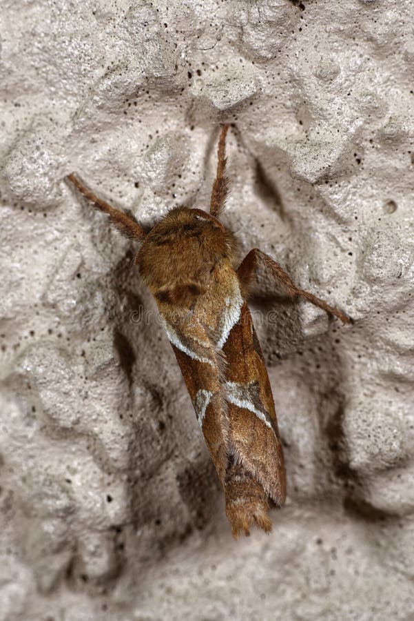 Orange Swift, Triodia Sylvina Stock Image - Image of beauty, leaves ...