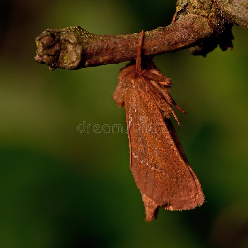 Orange Swift, Triodia Sylvina Stock Photo - Image of line, entomology ...